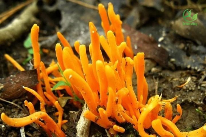 Cách lựa mua đông trùng hạ thảo chất lượng? Mua ở đâu uy tín?